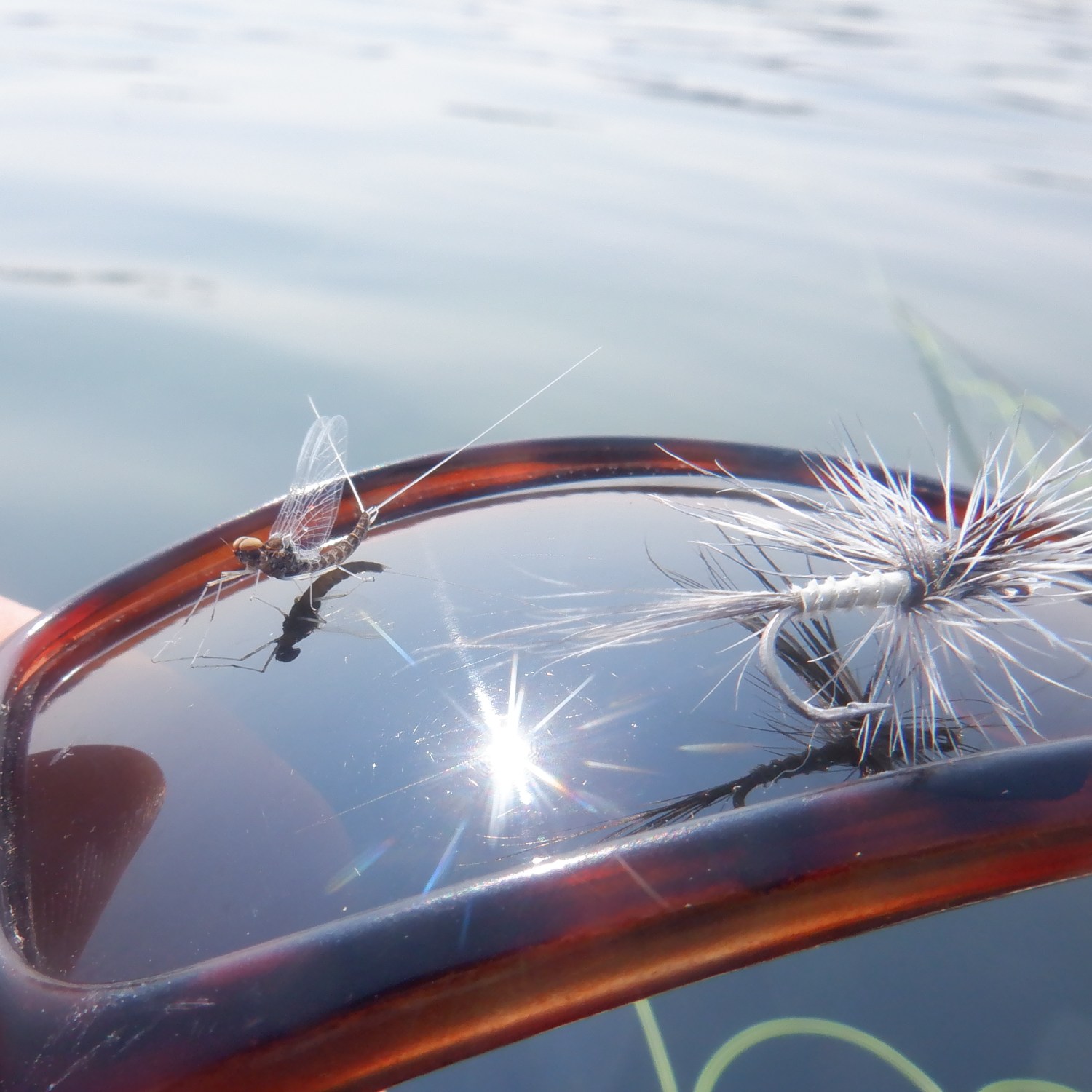 Gulpers on the South Fork Arm of Hebgen Lake – TRAVELINGWITHTOOLS