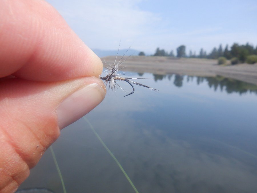 Gulpers on the South Fork Arm of Hebgen Lake – TRAVELINGWITHTOOLS