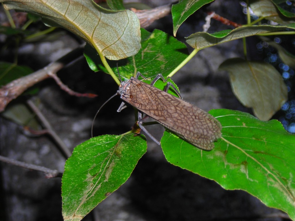 Bugs of Fly Fishing Seasons Past – TRAVELINGWITHTOOLS