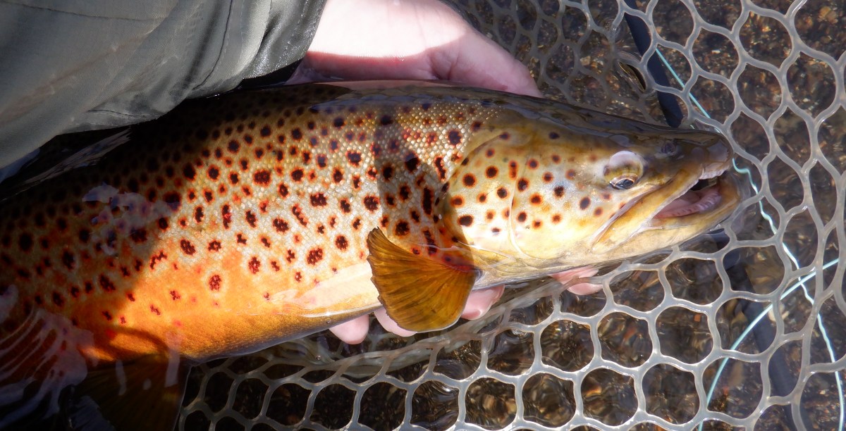 Finally, A Colored-Up Fall Run Fish – TRAVELINGWITHTOOLS